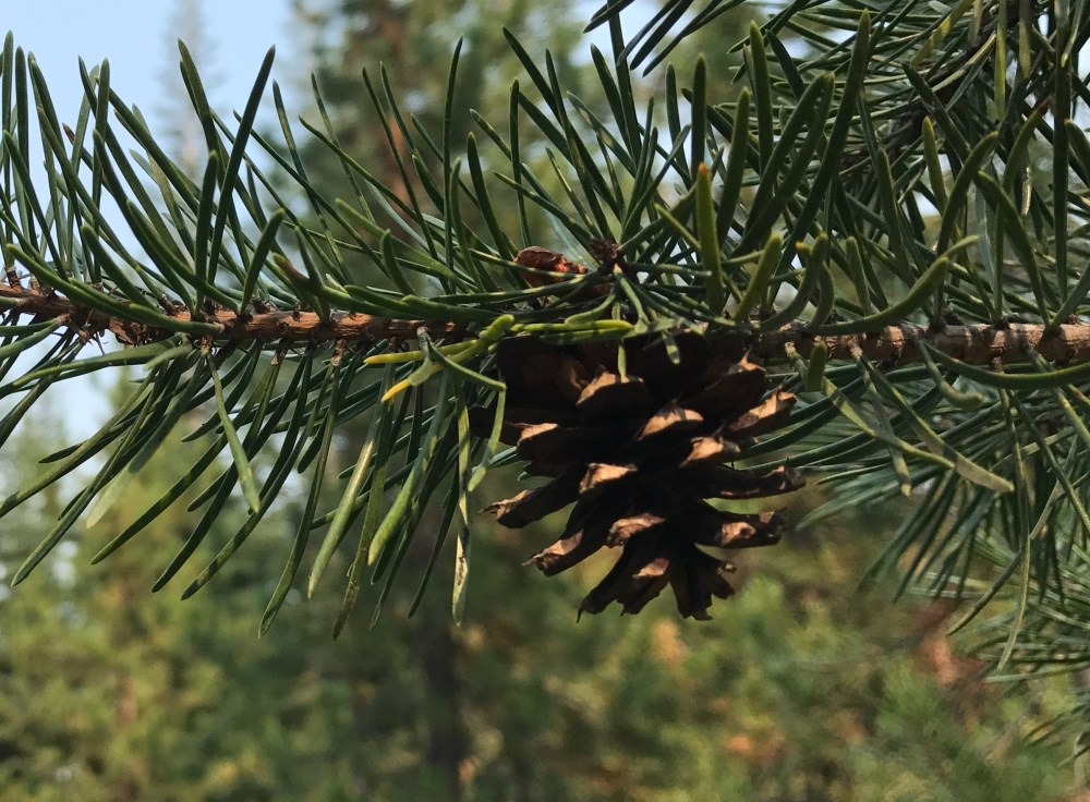Pine – Responsibility – Tree Spirit Wisdom