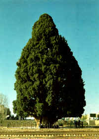 Cypress – Transition – Tree Spirit Wisdom