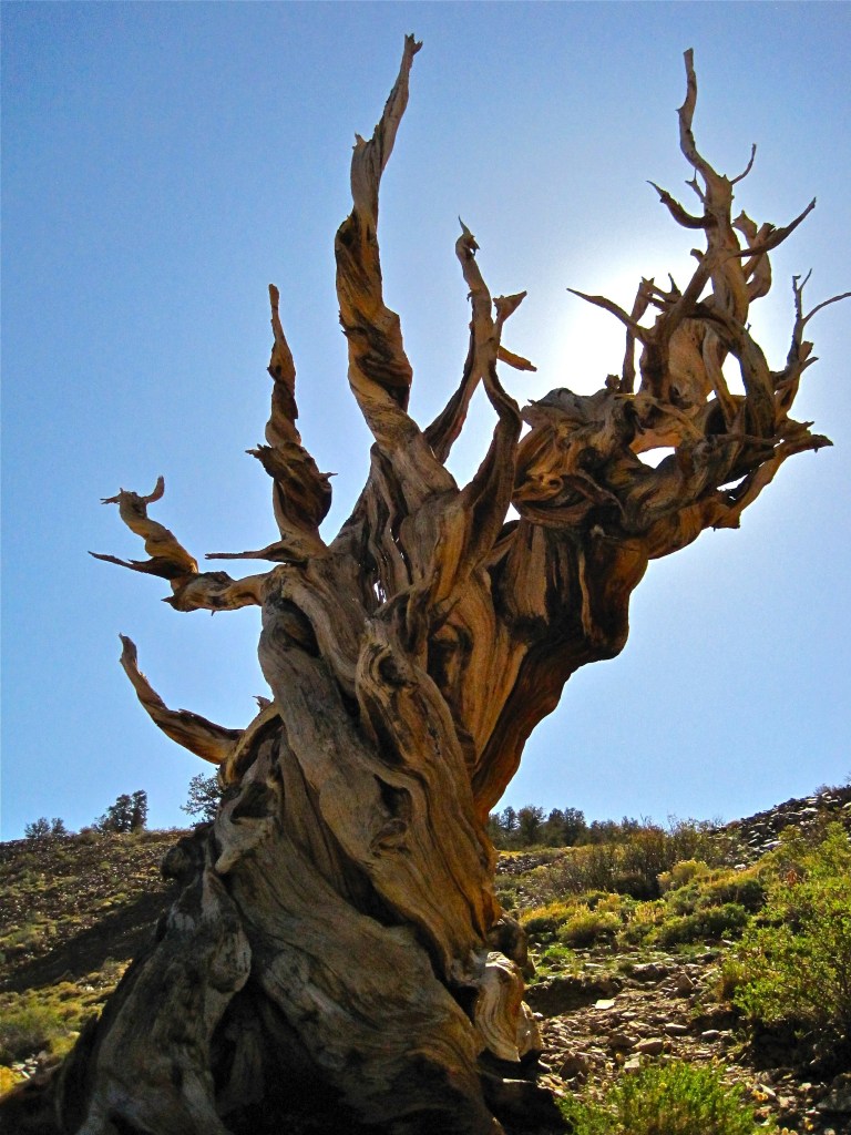 Bristlecone Pine – Truth – Tree Spirit Wisdom