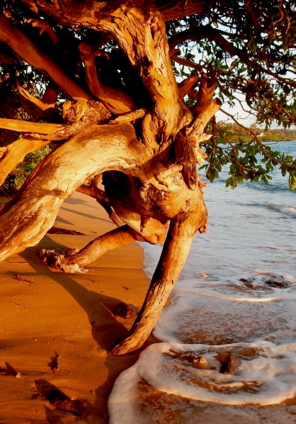 Mangrove – Support – Tree Spirit Wisdom