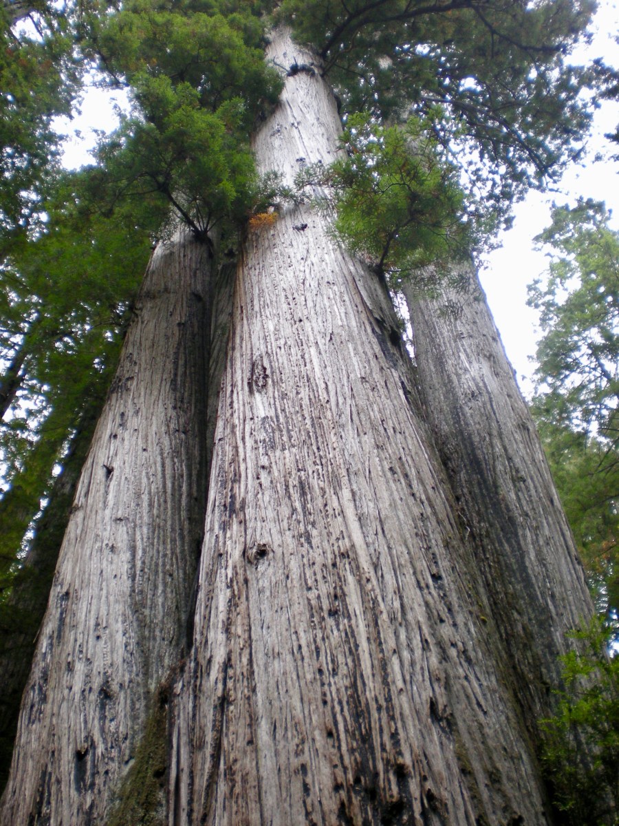 Redwood – Community – Tree Spirit Wisdom