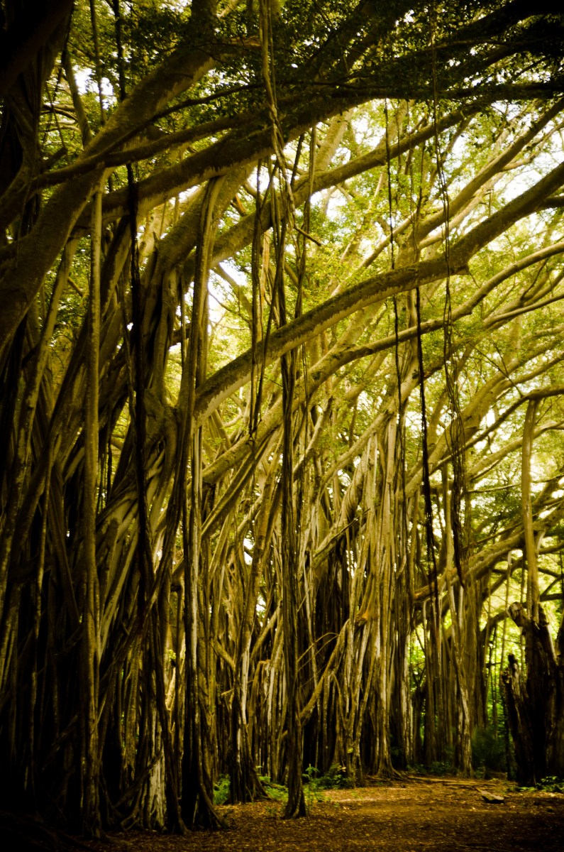 Banyan – Reflection – Tree Spirit Wisdom