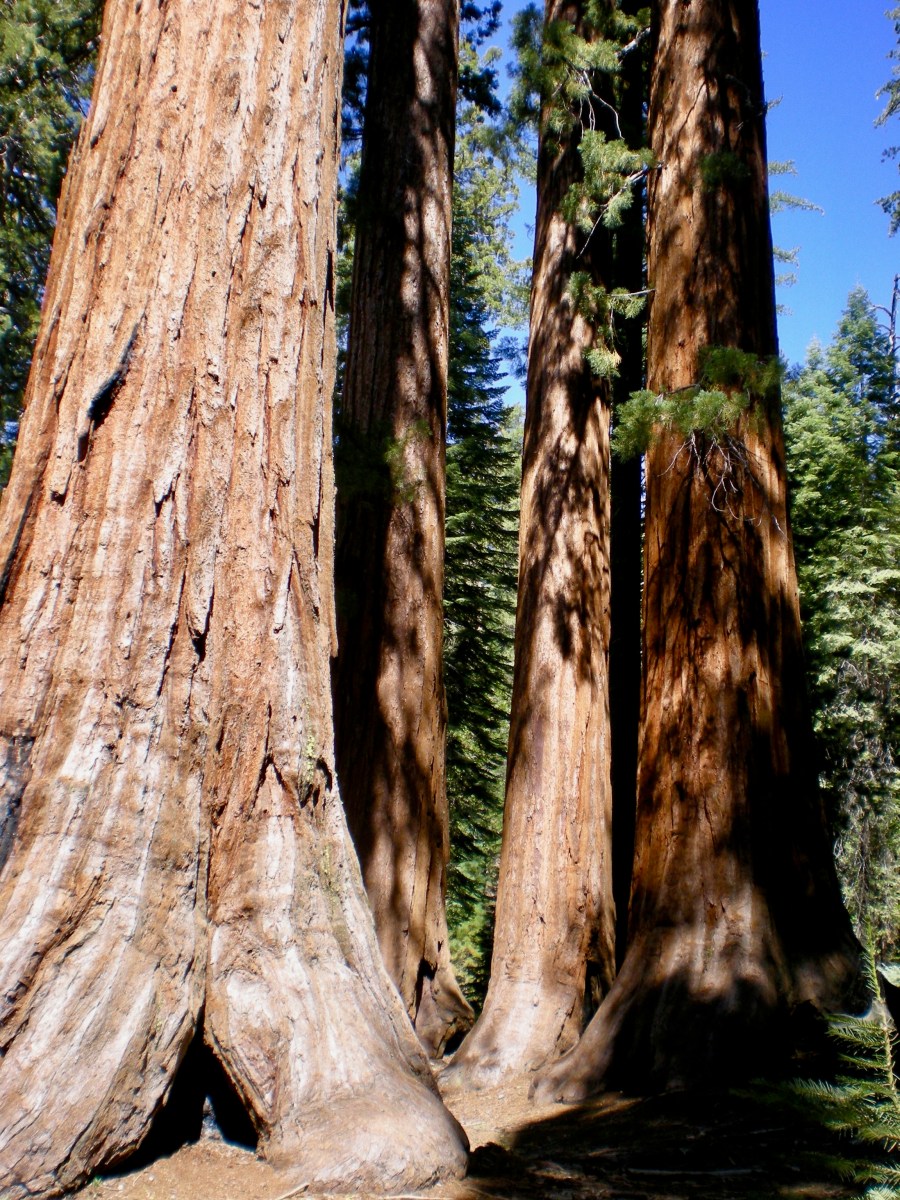 Sequoia – Courage – Tree Spirit Wisdom