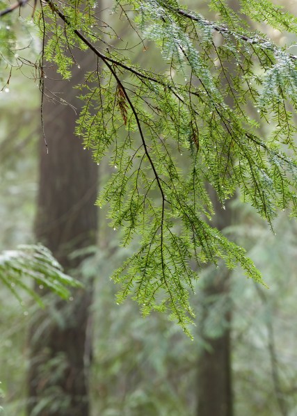 Hemlock – Grace – Tree Spirit Wisdom