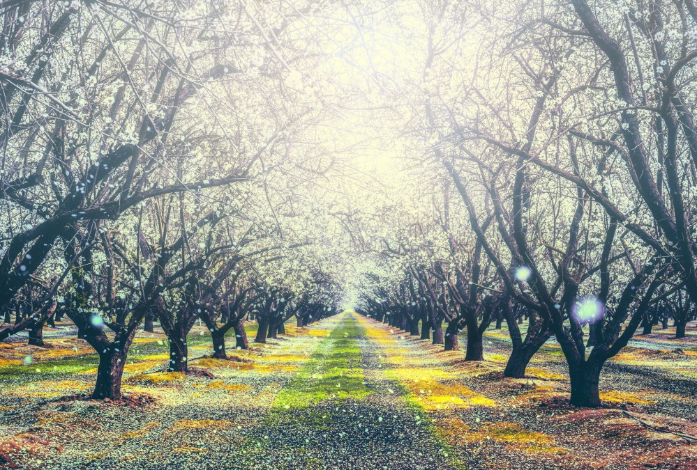 Almond – Purpose – Tree Spirit Wisdom