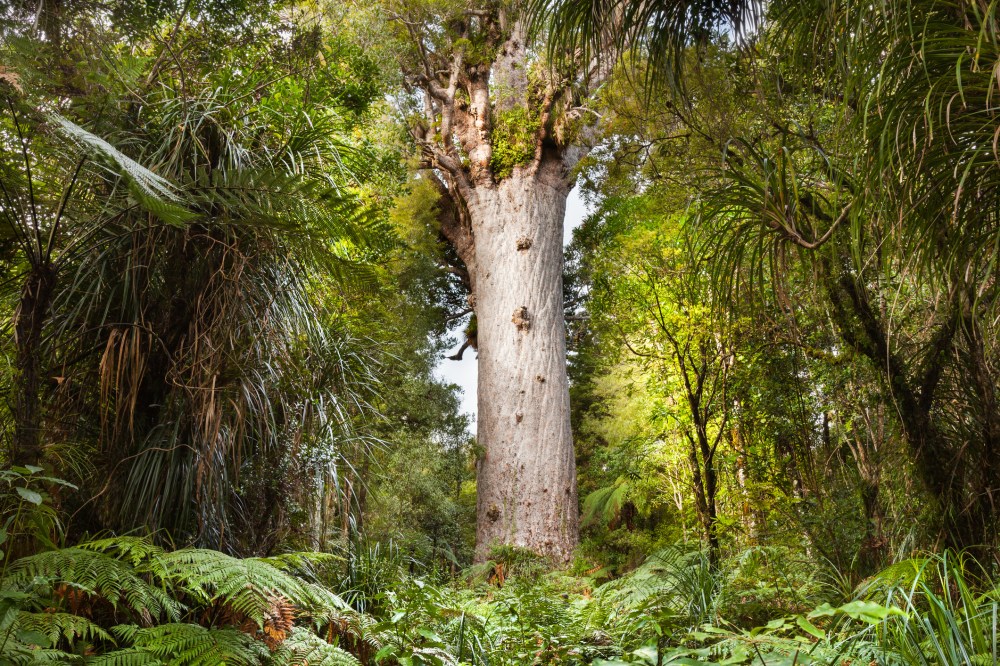 Kauri – Courage – Tree Spirit Wisdom