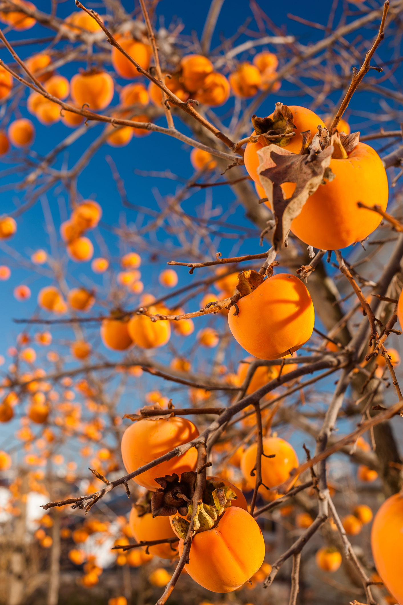 Persimmon – Divination – Tree Spirit Wisdom