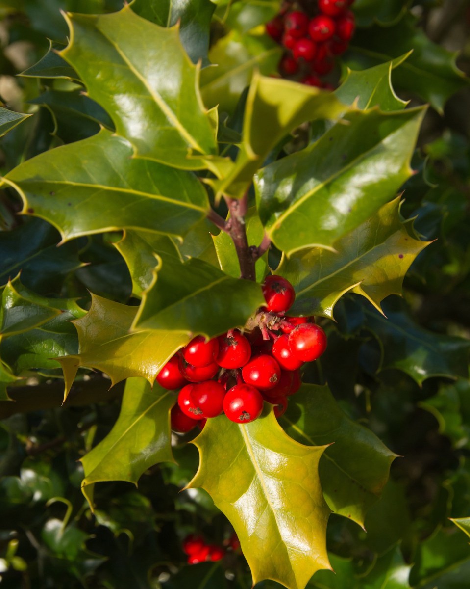 Holly – Endurance – Tree Spirit Wisdom