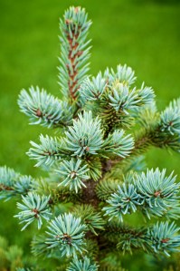 Spruce – Resilience – Tree Spirit Wisdom