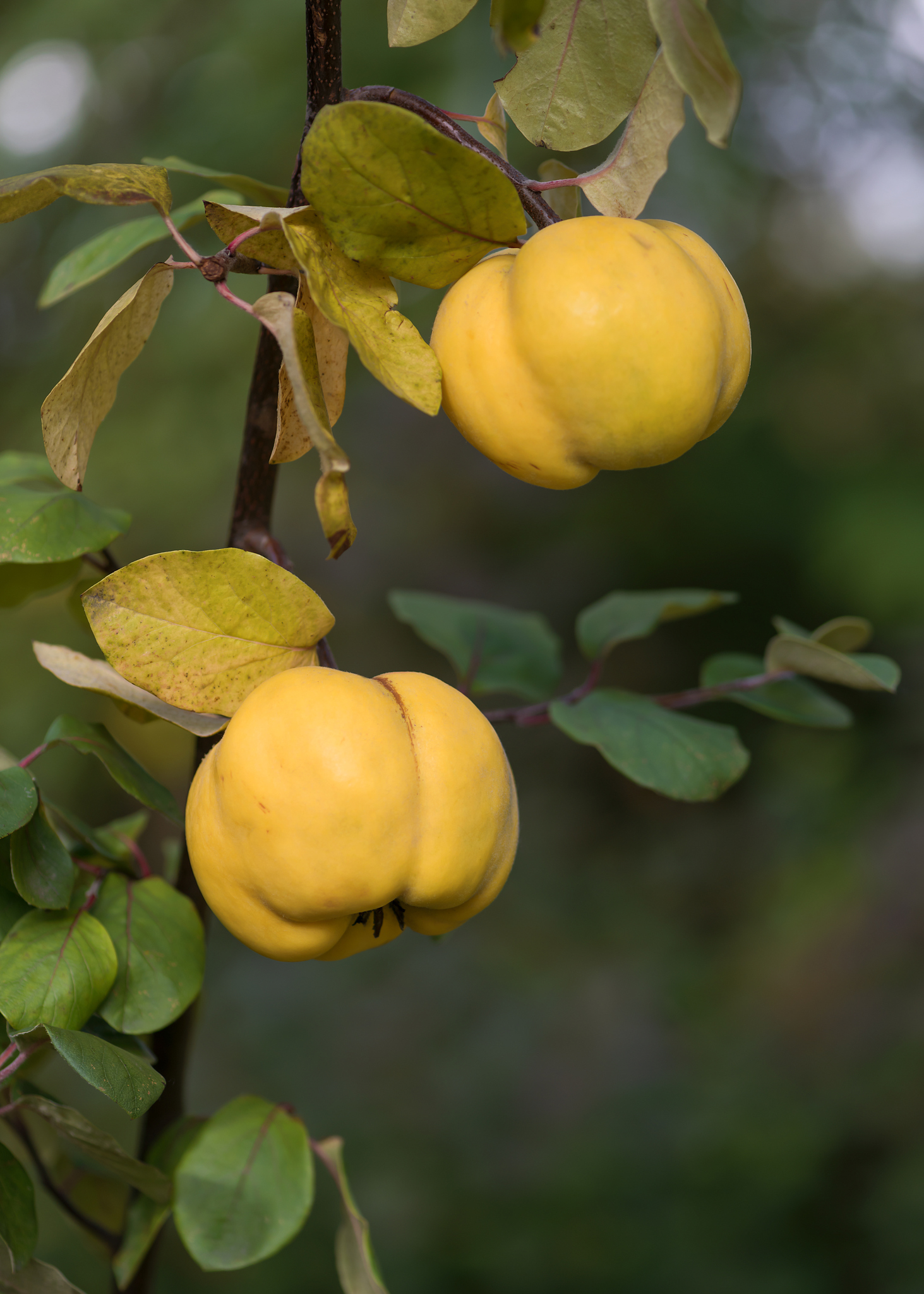 Quince – Unity – Tree Spirit Wisdom