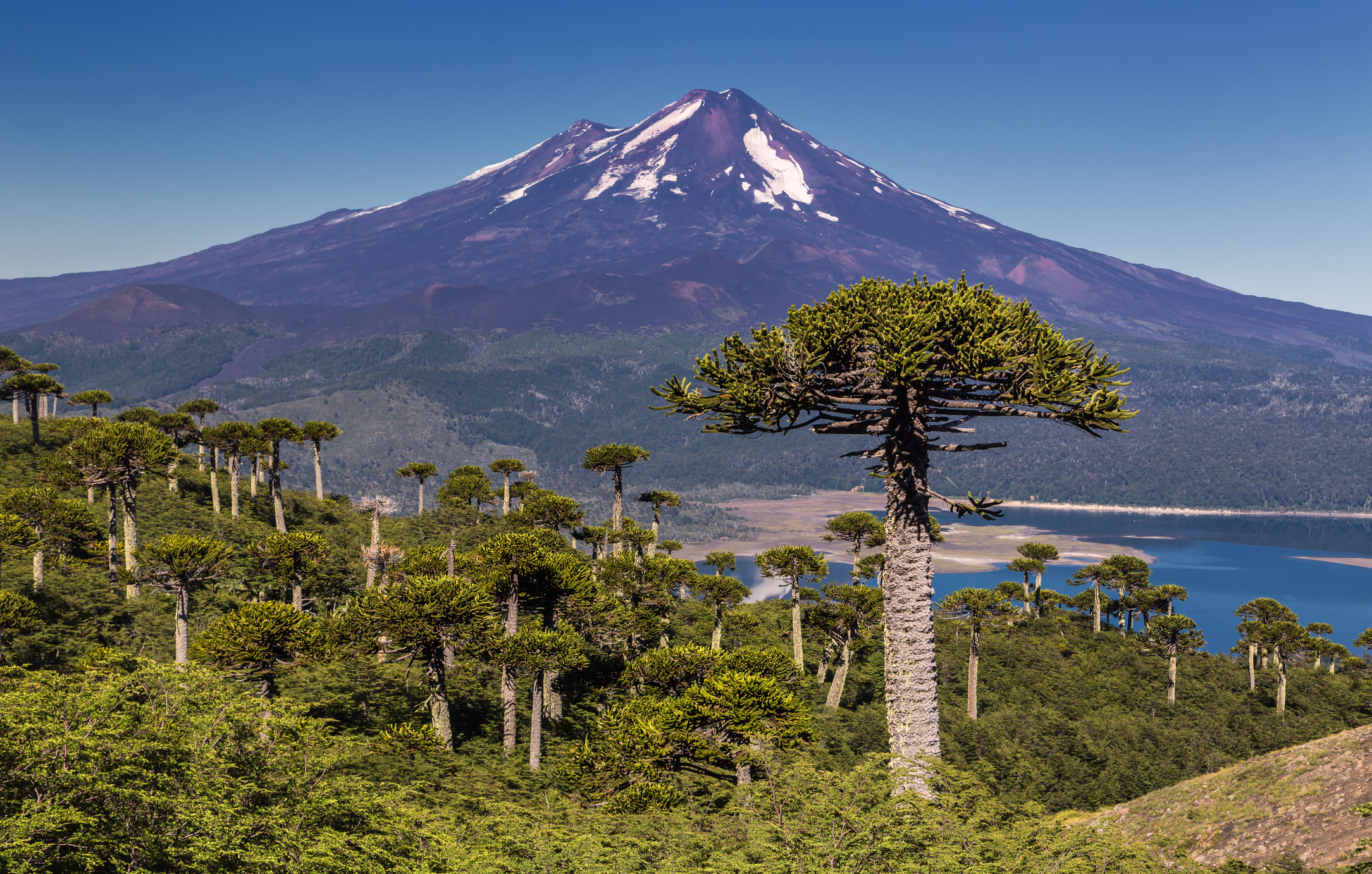 Monkey Puzzle – Adventure – Tree Spirit Wisdom