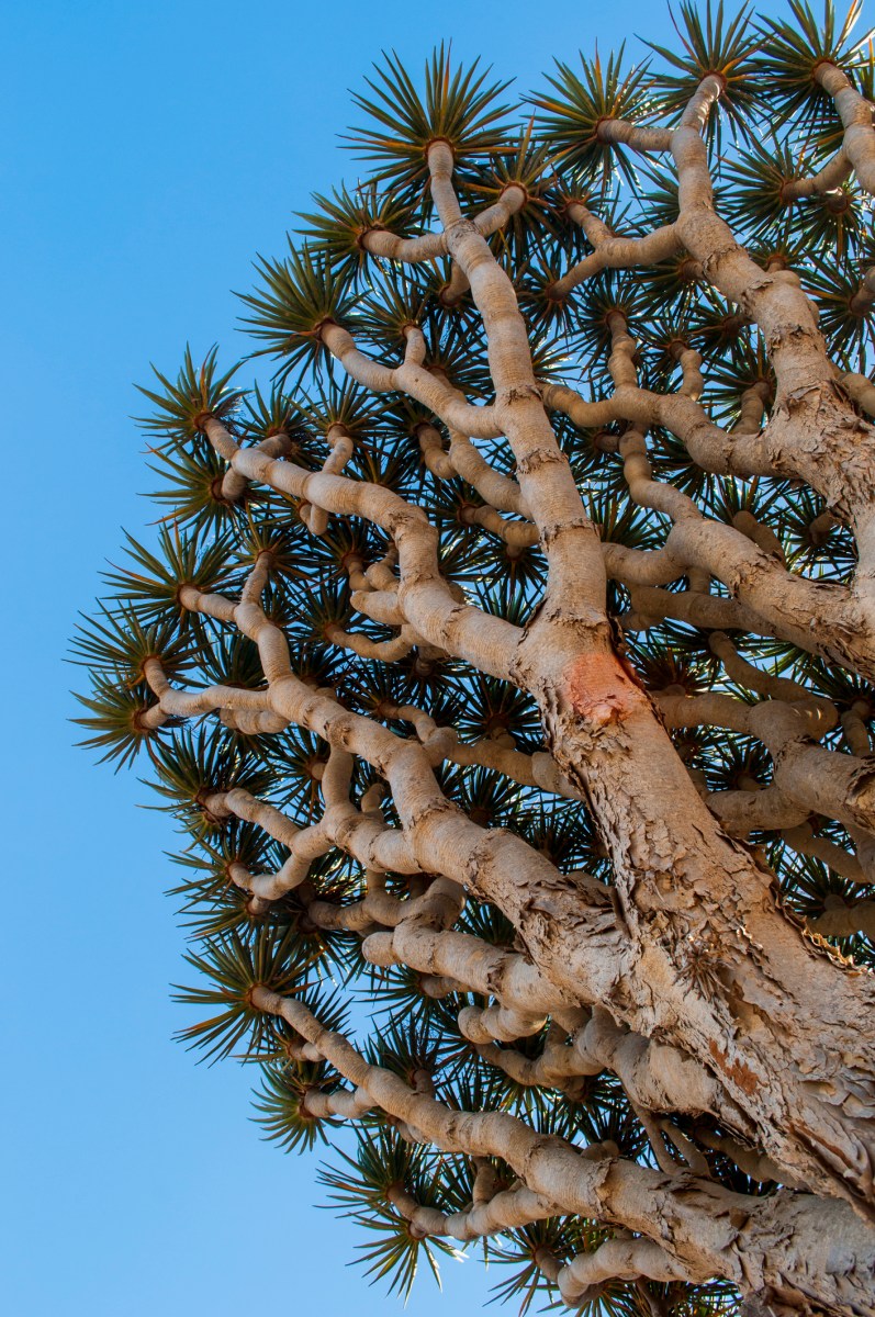 Dragon Tree – Conflict – Tree Spirit Wisdom