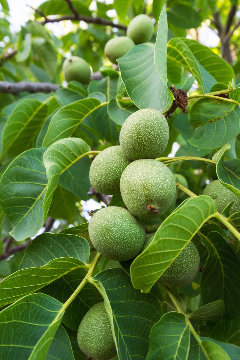 Walnut – Discernment – Tree Spirit Wisdom