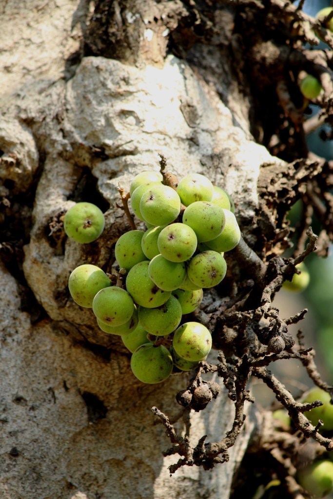 Sycomore – Fertility – Tree Spirit Wisdom