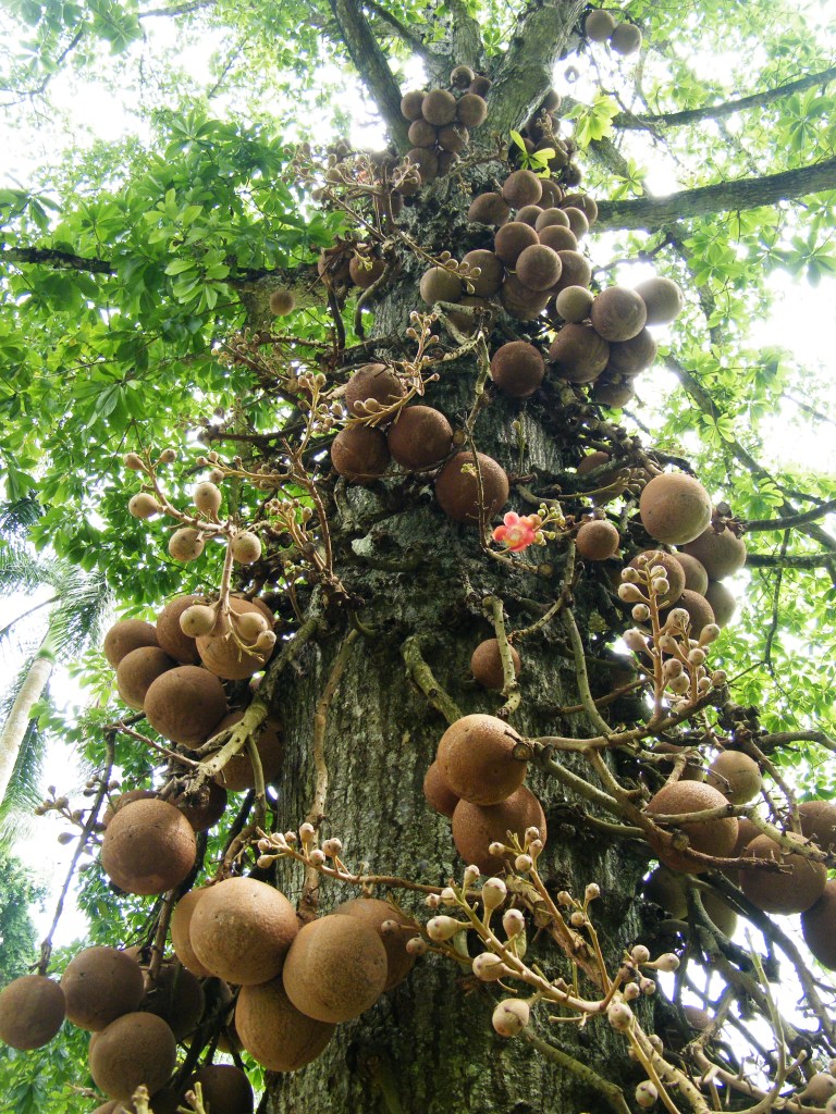Brazil nut – Preparing – Tree Spirit Wisdom