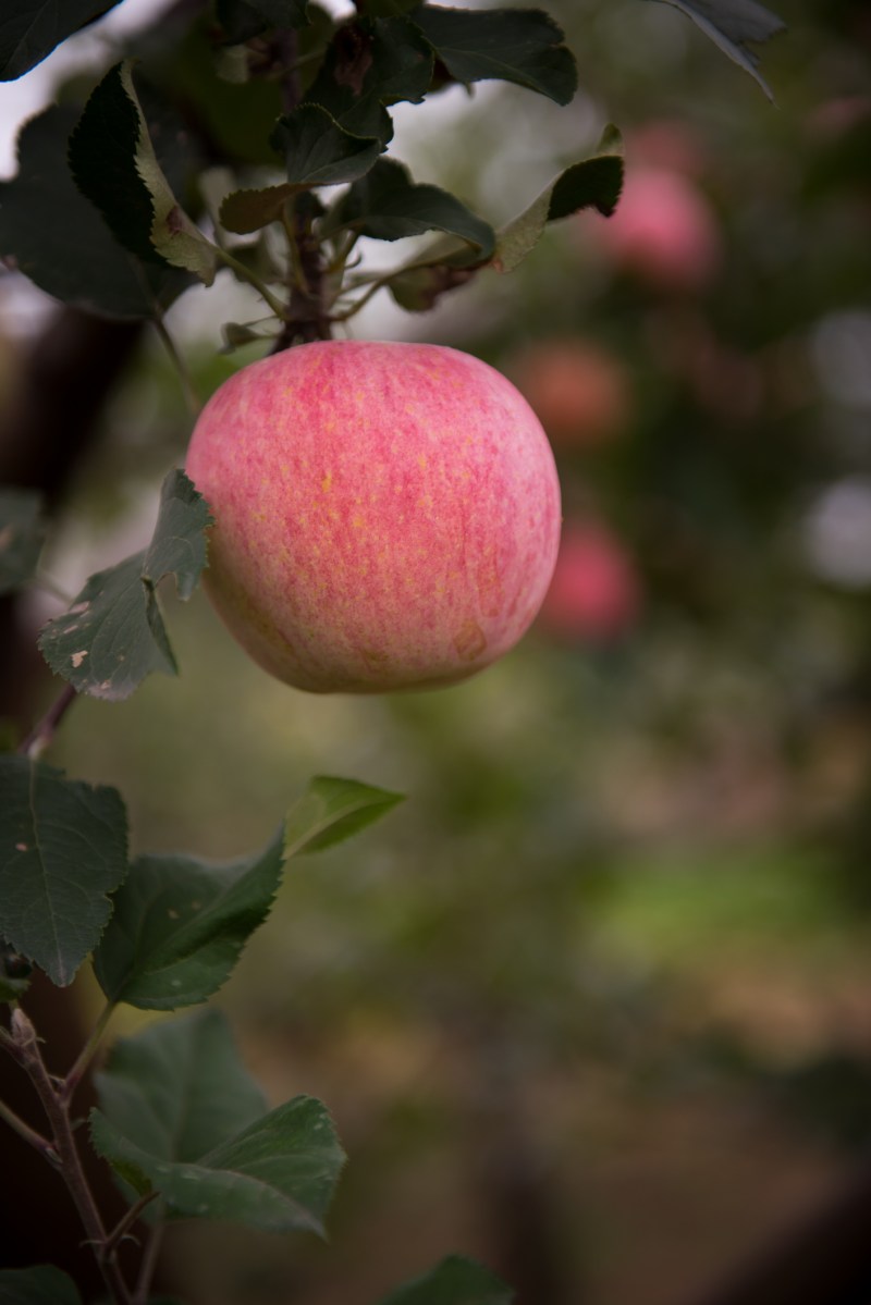 Apple – Shadow – Tree Spirit Wisdom