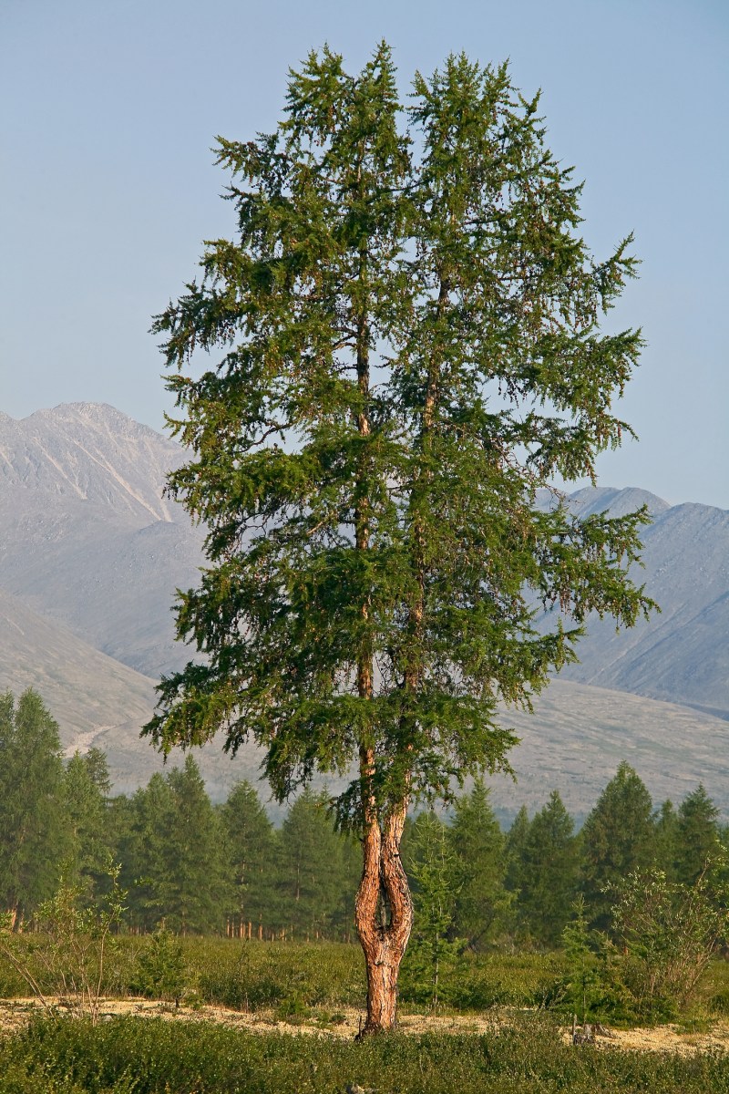 Larch – Connection – Tree Spirit Wisdom