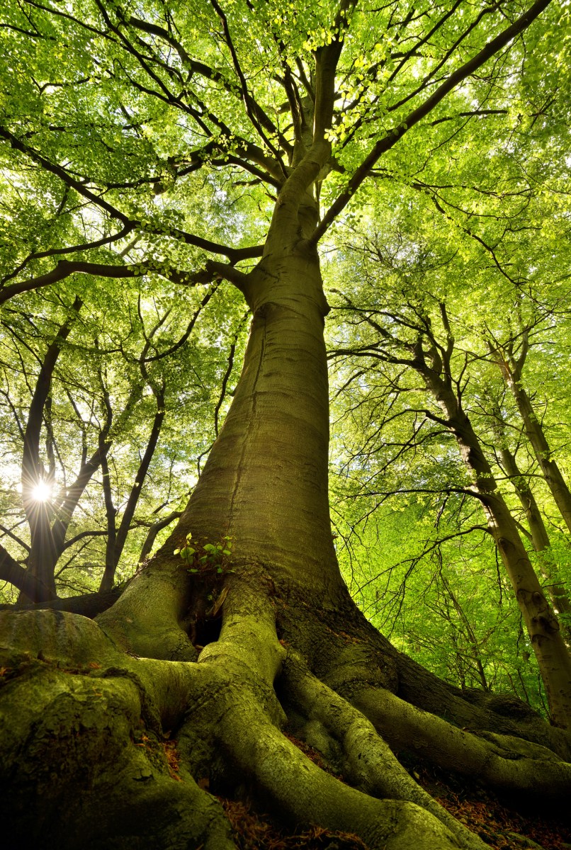 Beech – Power – Tree Spirit Wisdom