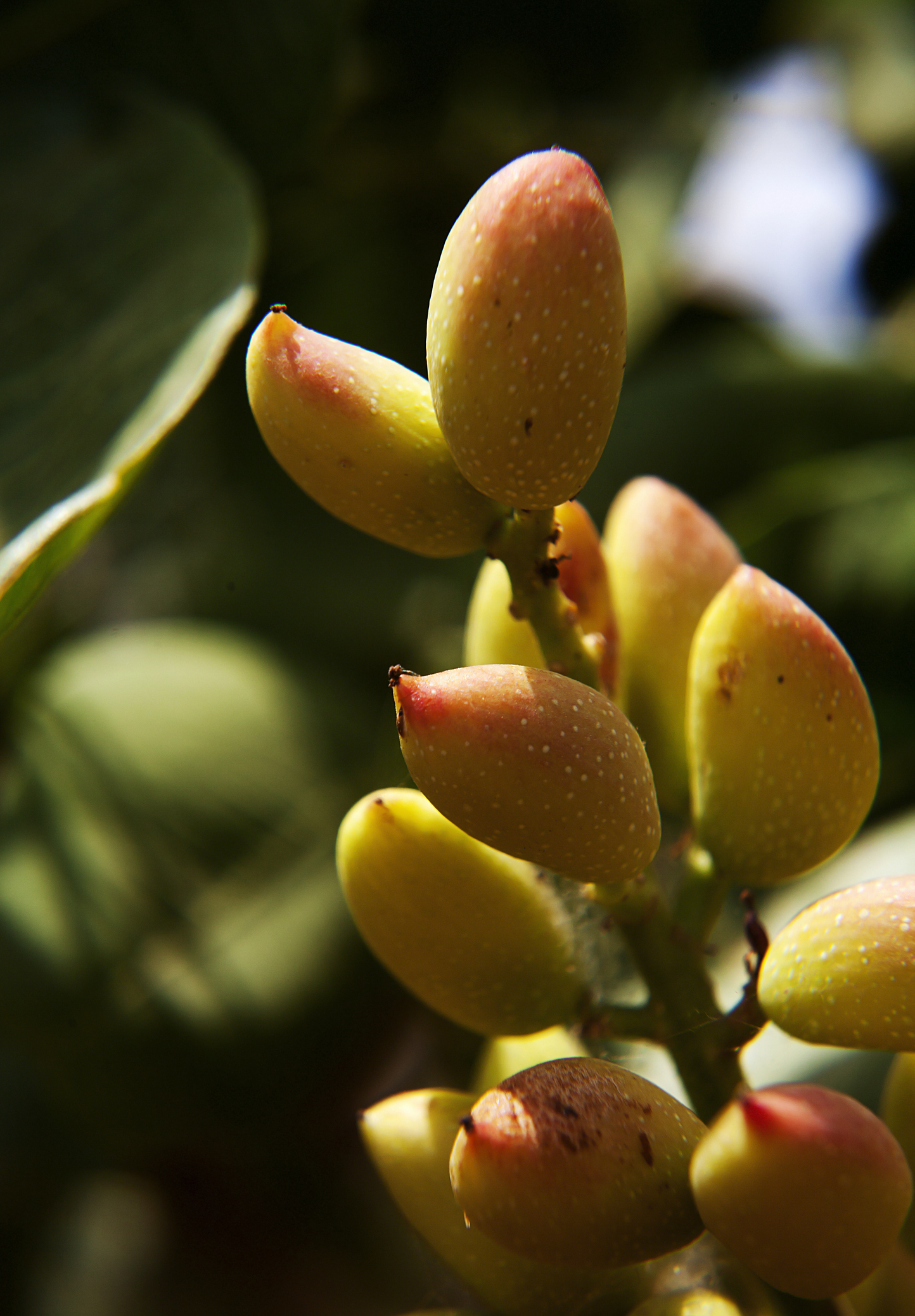 Pistachio – Generosity – Tree Spirit Wisdom