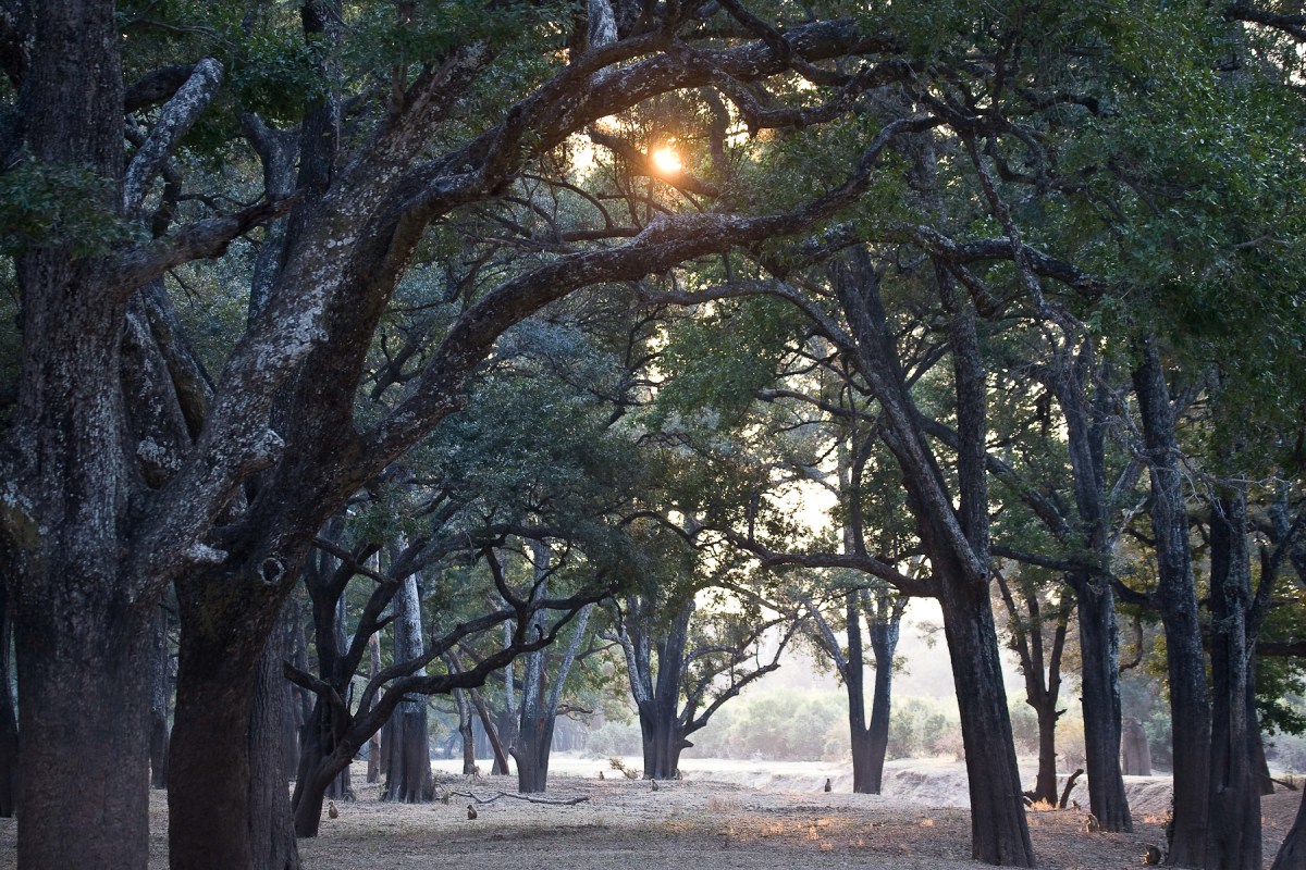 Ebony – Clarity – Tree Spirit Wisdom