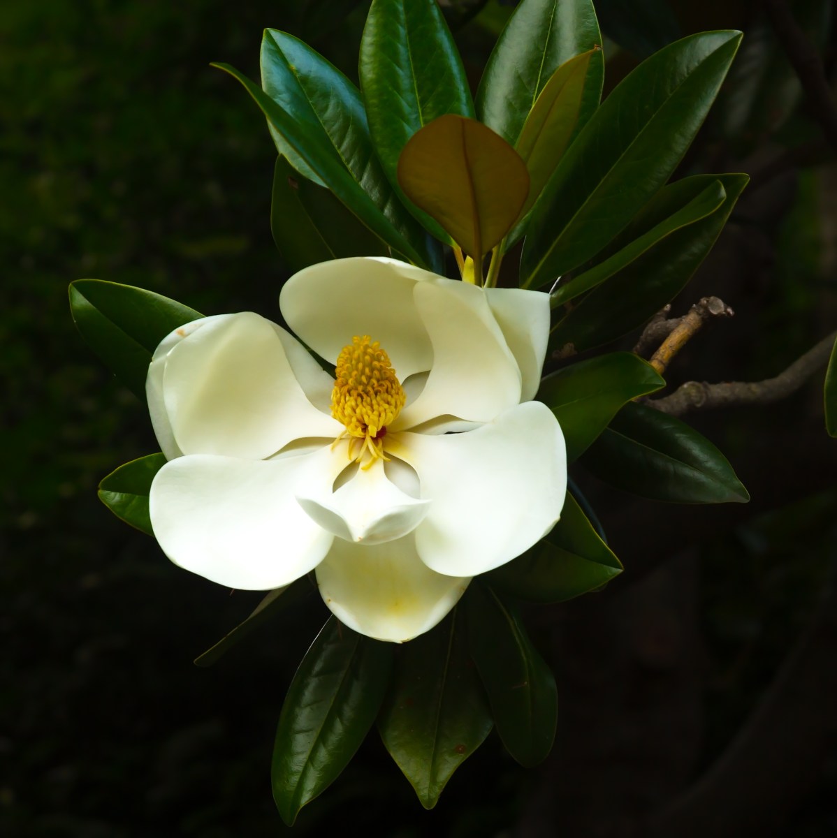 Magnolia – Independence – Tree Spirit Wisdom