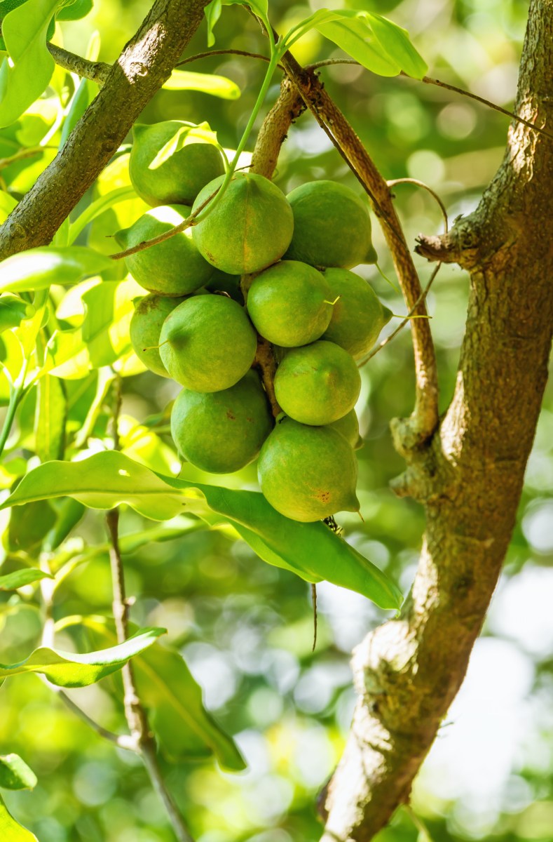 Macadamia – Ingenuity – Tree Spirit Wisdom