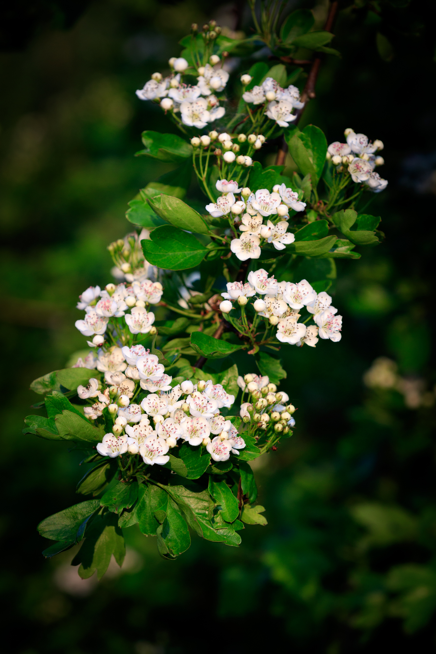 Hawthorn – Healing – Tree Spirit Wisdom