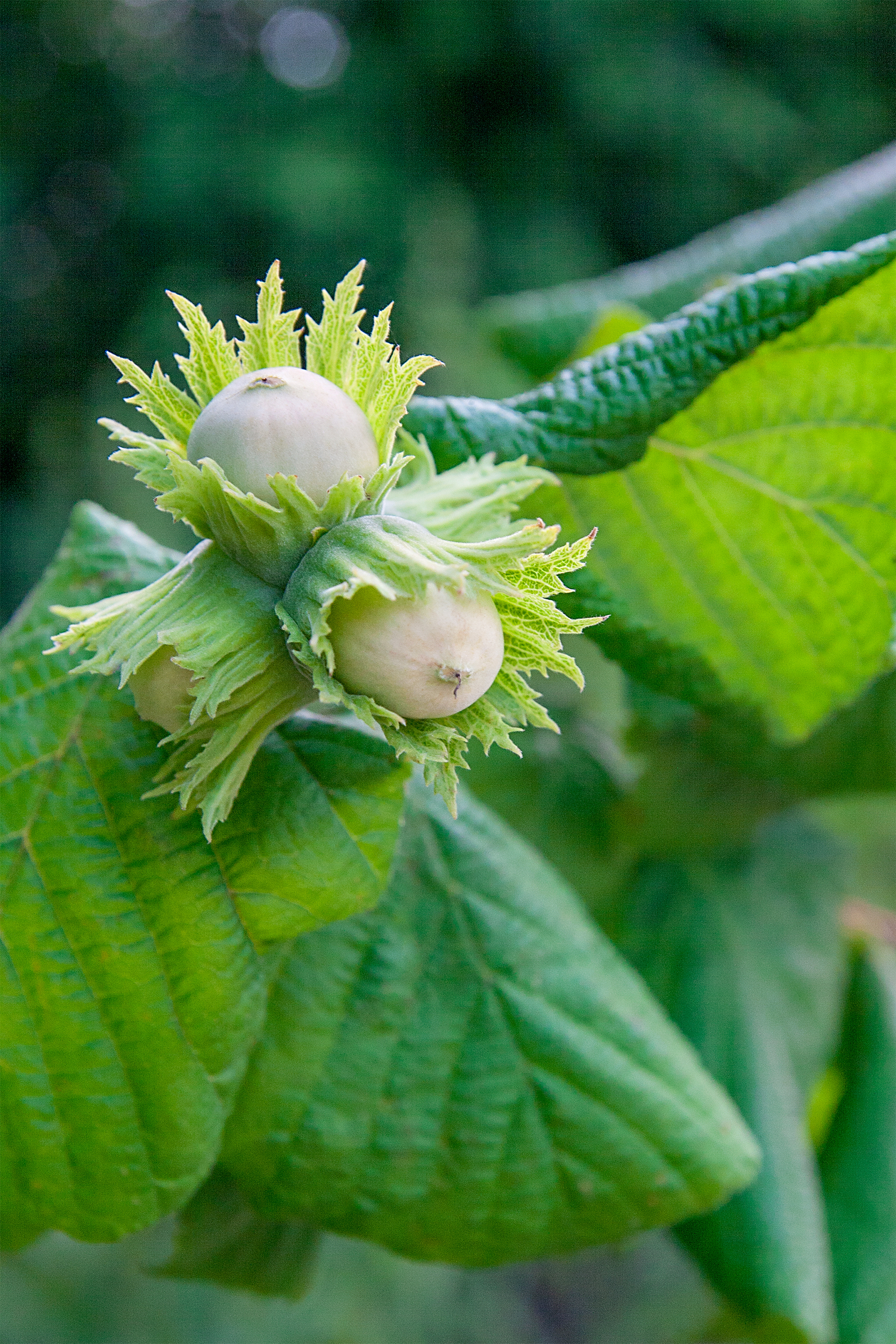 Hazel – Wisdom – Tree Spirit Wisdom