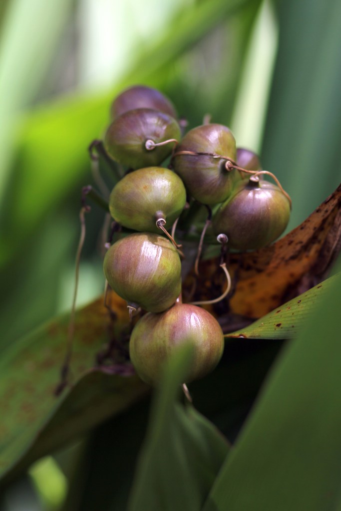 Coffee – Balance – True Nature Wisdom