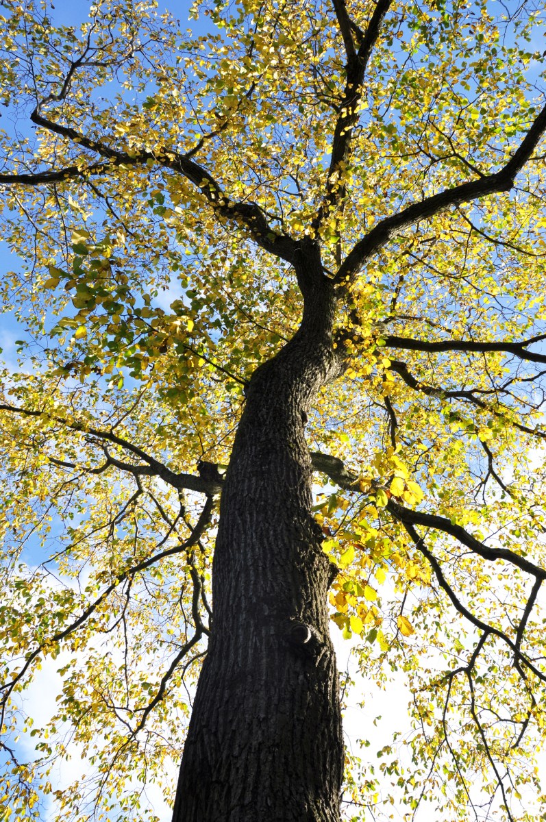 Elm – Isolation – Tree Spirit Wisdom