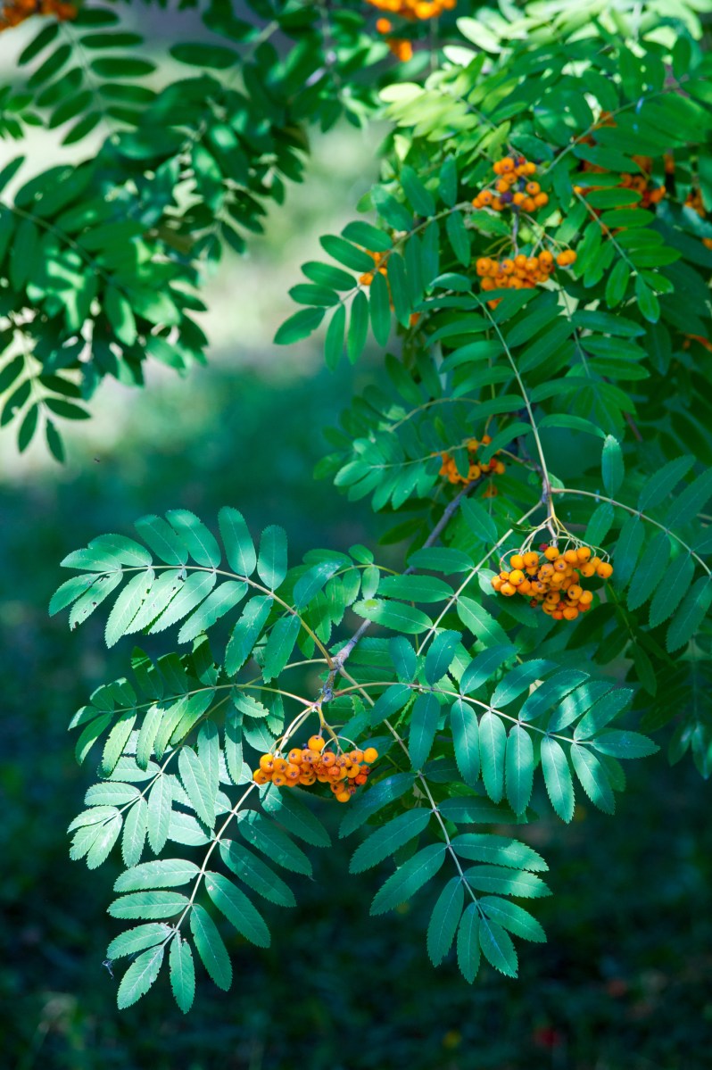 Rowan – Calling – Tree Spirit Wisdom