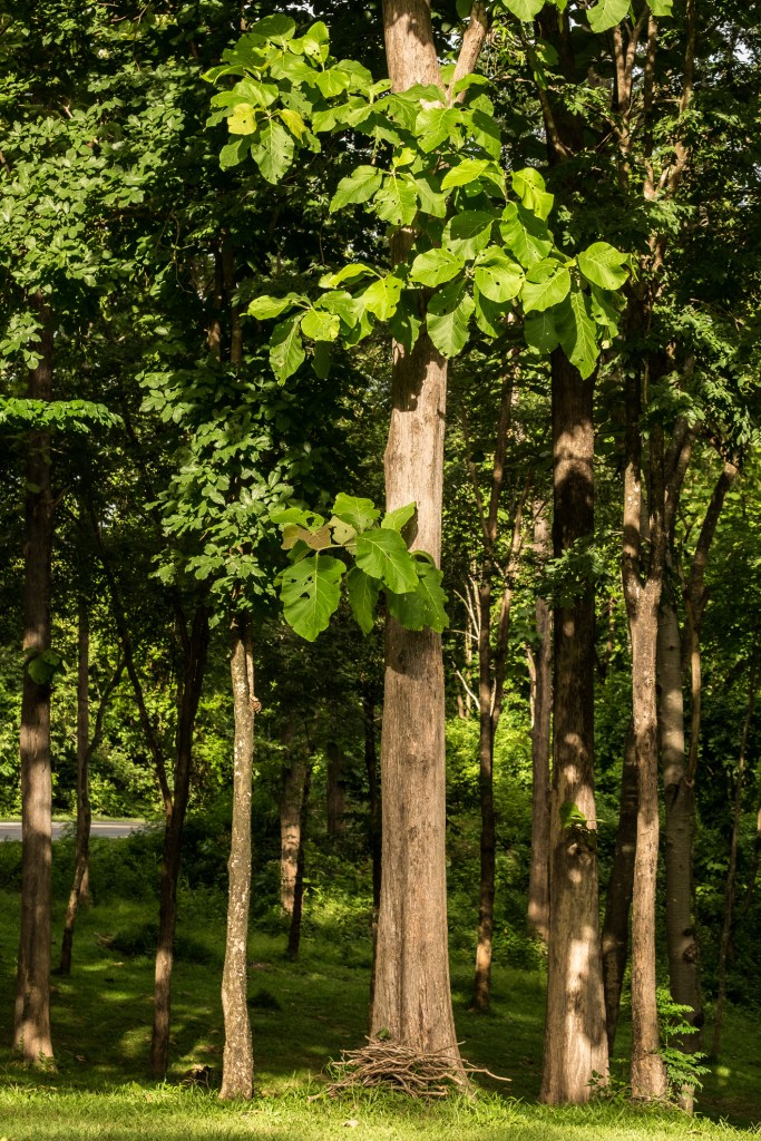 Teak – Depletion – Tree Spirit Wisdom