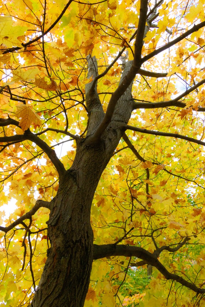 Maple – Dreams – Tree Spirit Wisdom