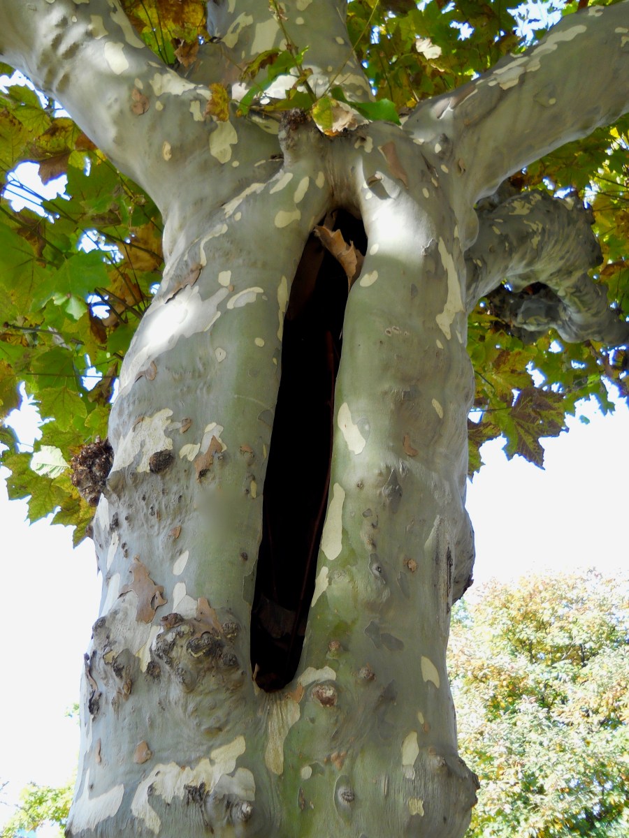 Plane – Counsel – Tree Spirit Wisdom