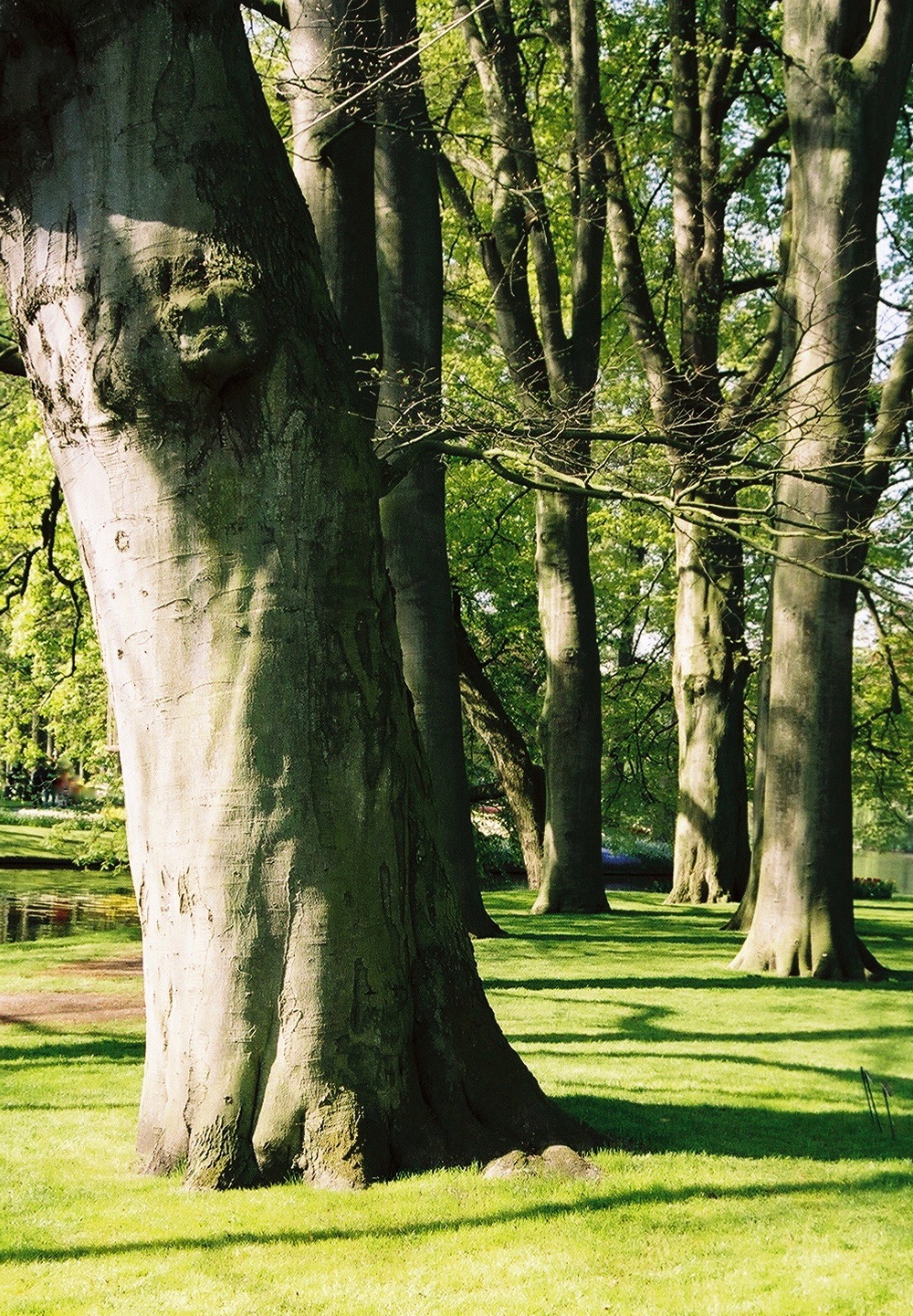 Beech – Power – Tree Spirit Wisdom