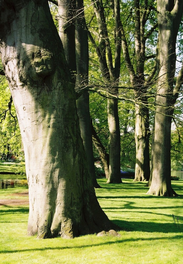 Beech – Power – Tree Spirit Wisdom