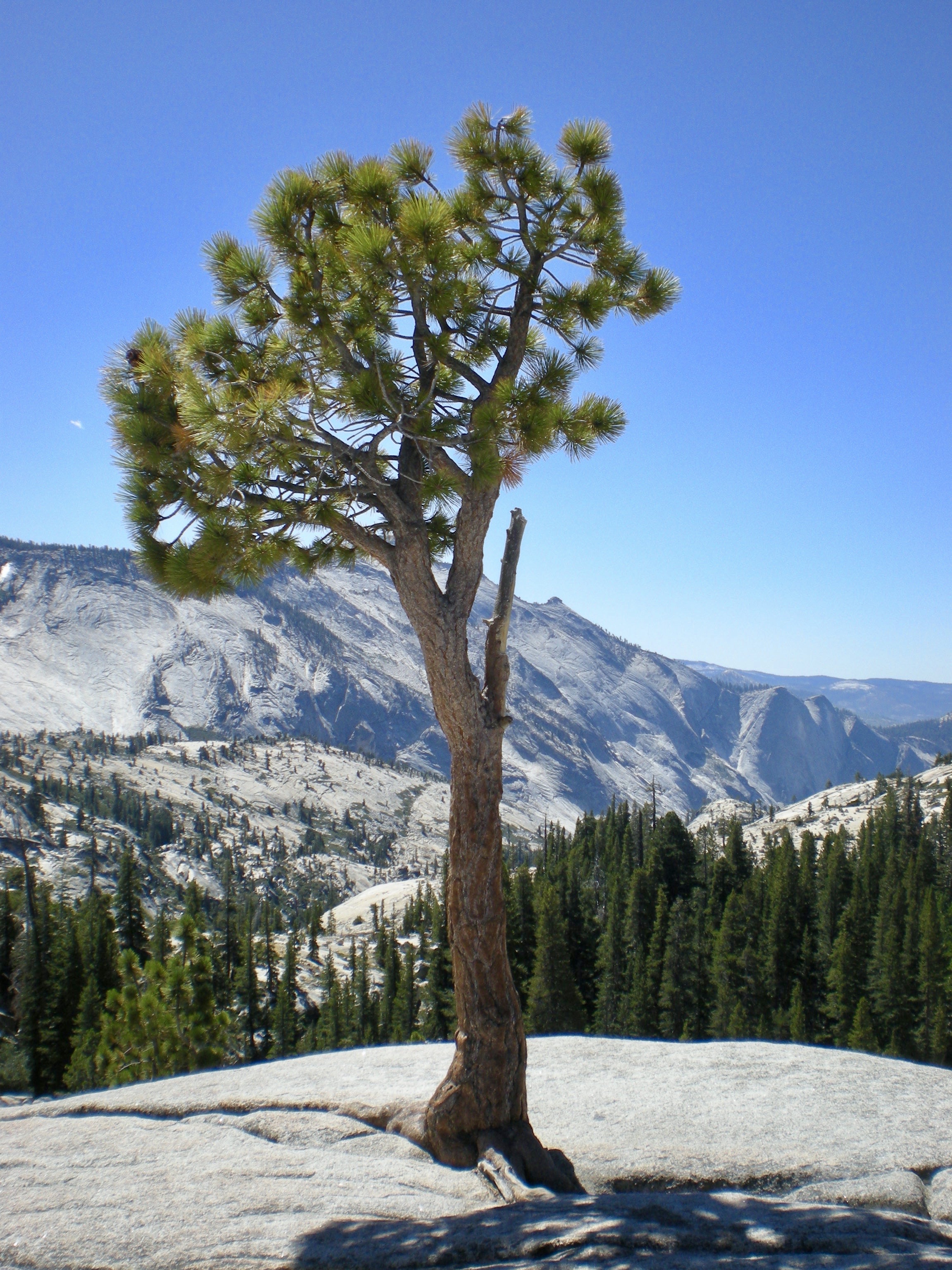 Pine – Responsibility – Tree Spirit Wisdom