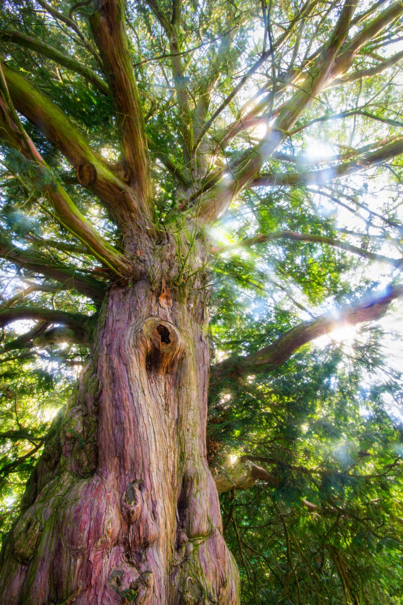 Yew – Paradox – Tree Spirit Wisdom