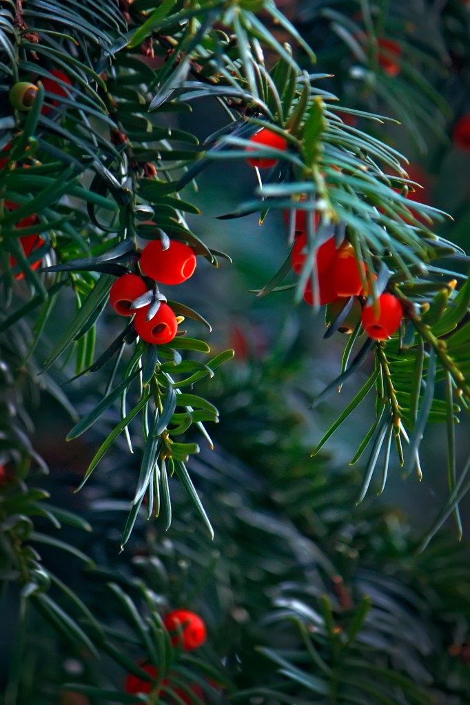 Yew – Paradox – Tree Spirit Wisdom