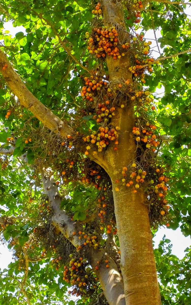 Sycomore – Fertility – Tree Spirit Wisdom