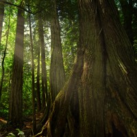 Tree Spirit Wisdom – Return to the Garden