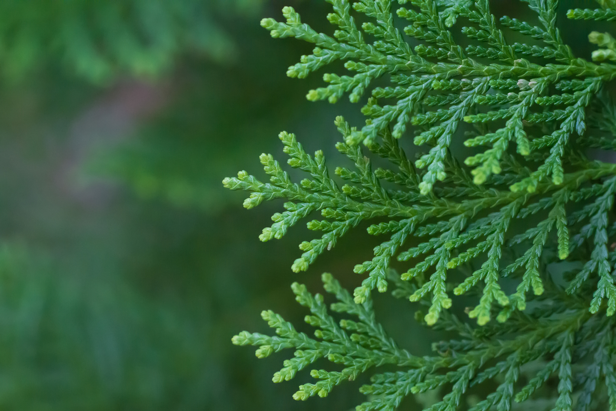 February – Cypress – Tree Spirit Wisdom