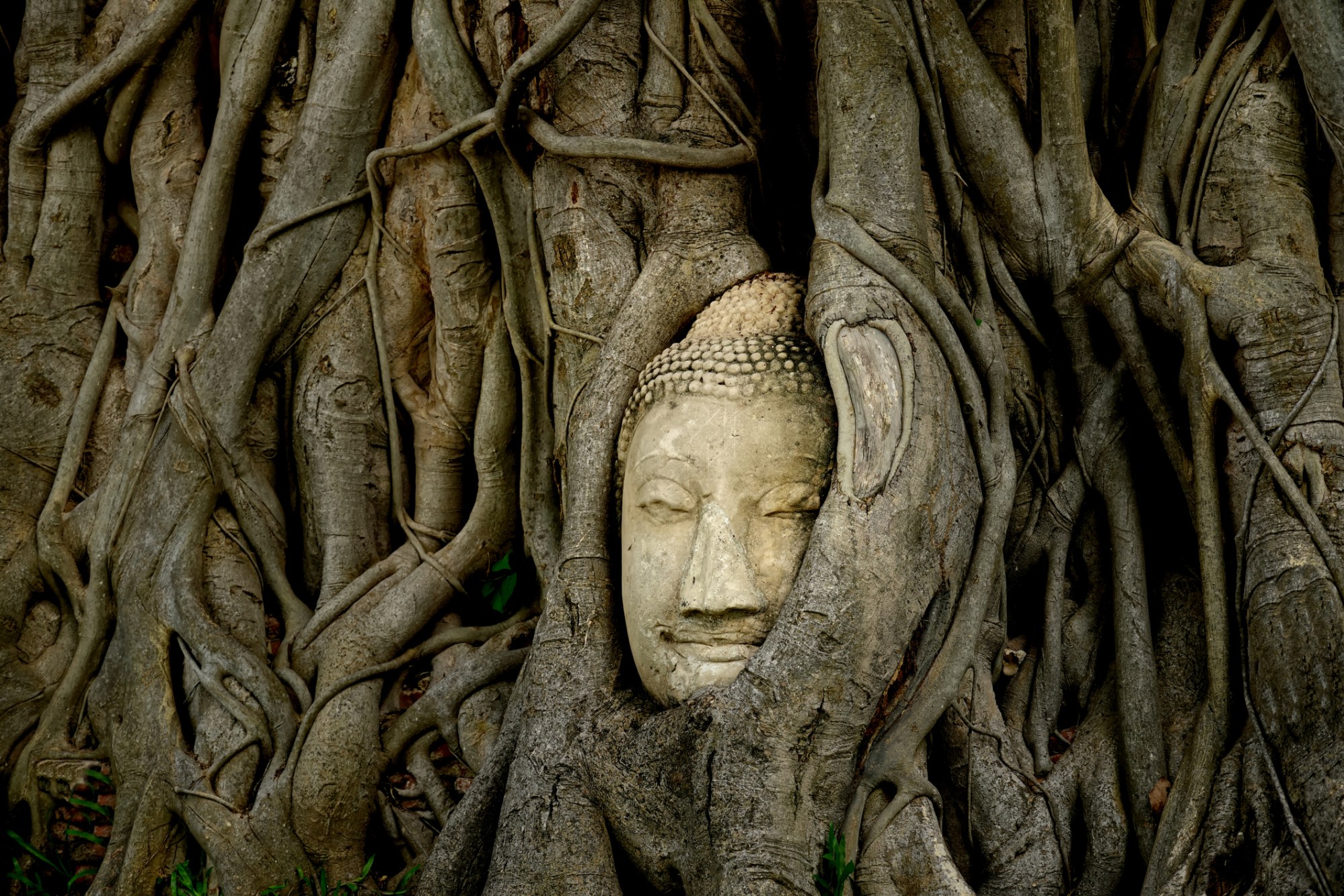 Banyan – Reflection – Tree Spirit Wisdom