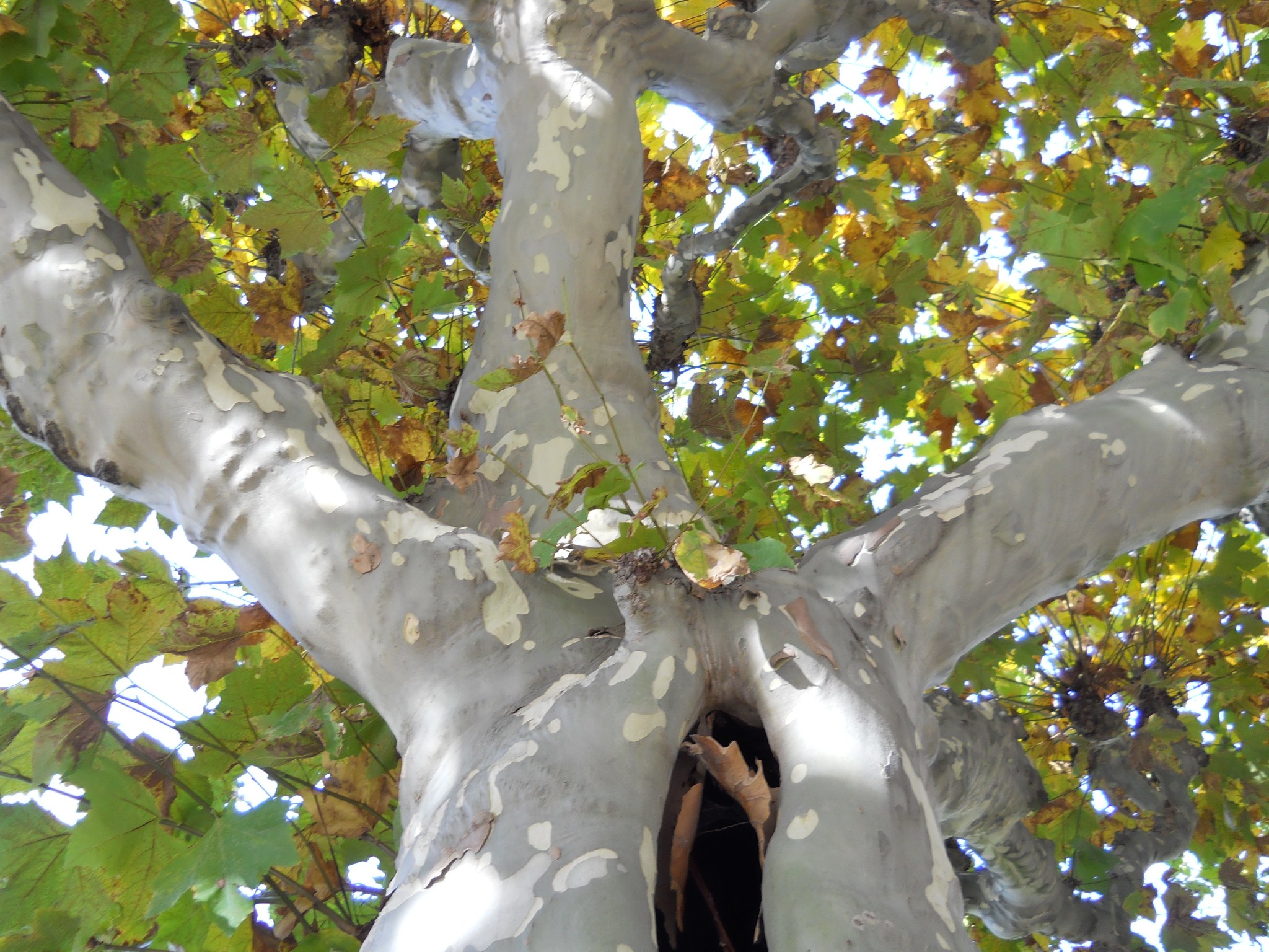 Sycamore or Sycomore – Tree Spirit Wisdom