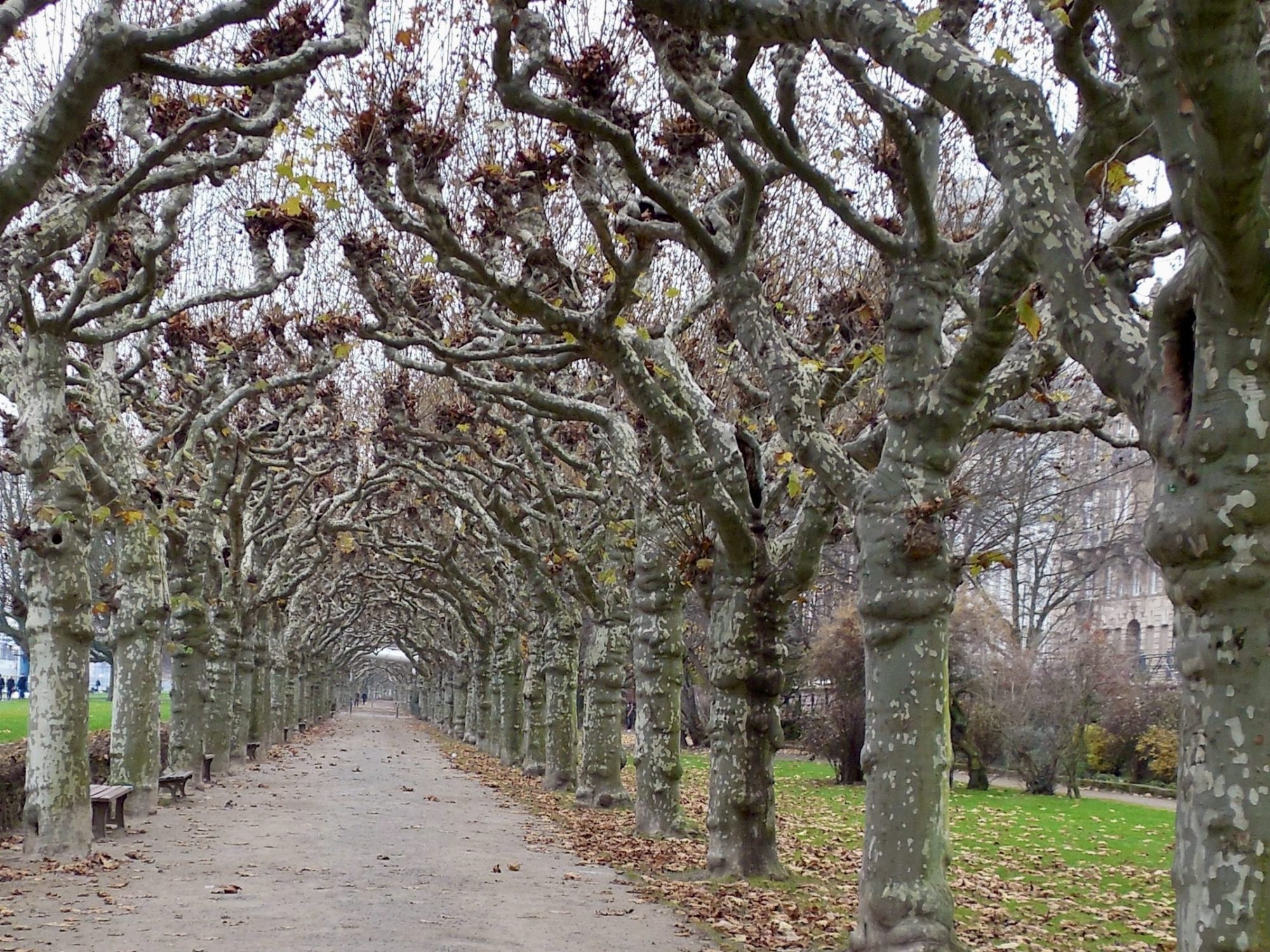 Sycamore or Sycomore – Tree Spirit Wisdom