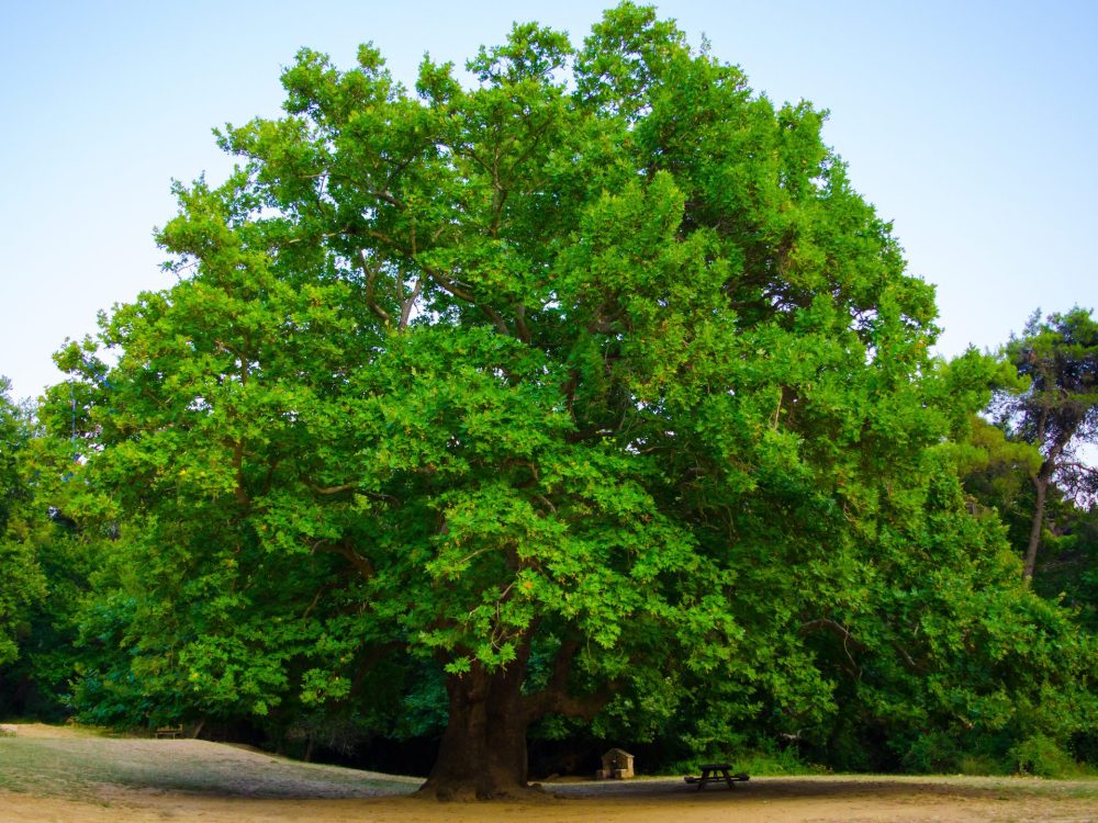 The “plane” sycamores – Tree Spirit Wisdom
