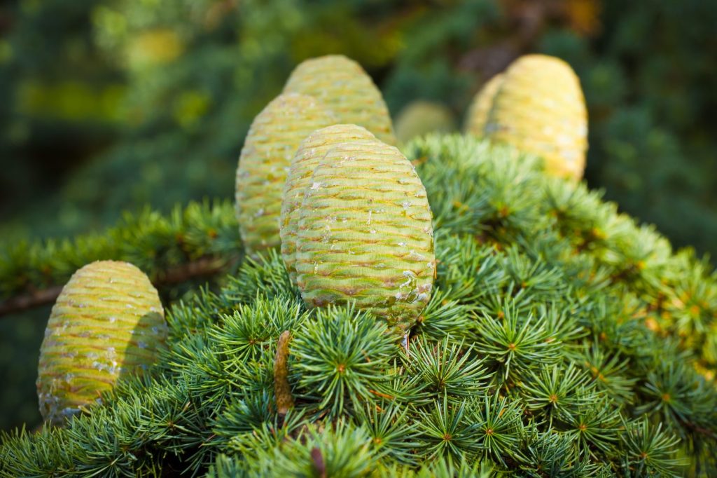 The true story of cedar – Tree Spirit Wisdom